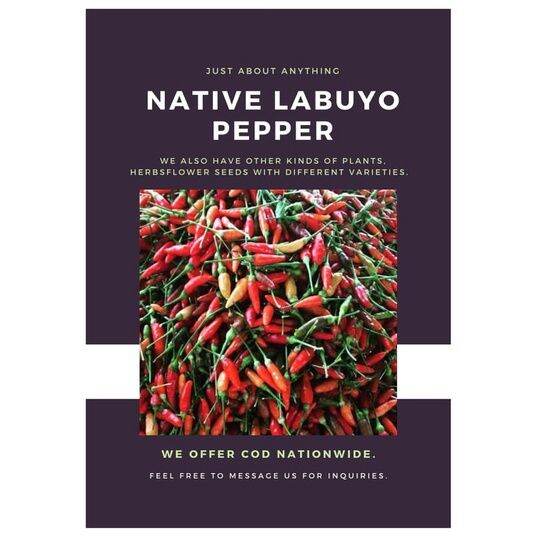 50 Seeds (buy 2 get 1 free) Native Siling Labuyo Pep For Planting for ...