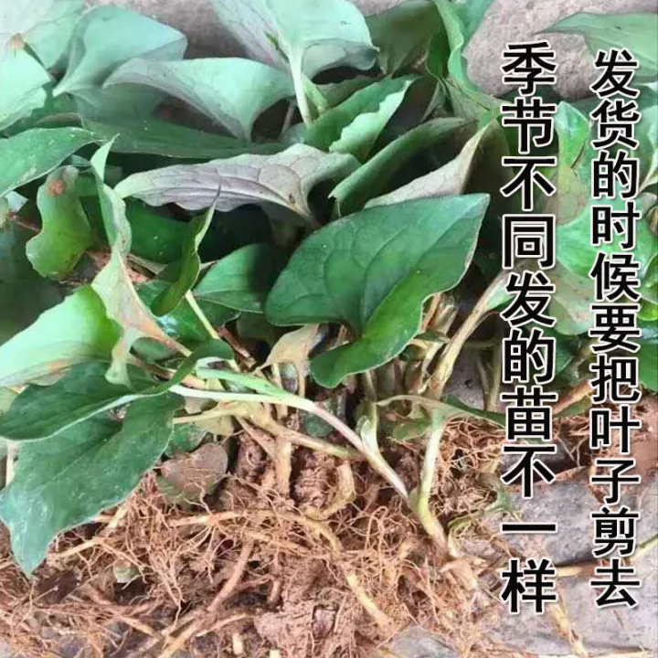 Houttuynia Cordata Seedlings Houttuynia Cordata Seeds Red Root Seedling ...