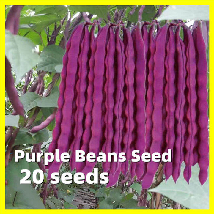 Purple Beans Seed - 20 Seeds High Yielding Purple String Bean Seeds for ...
