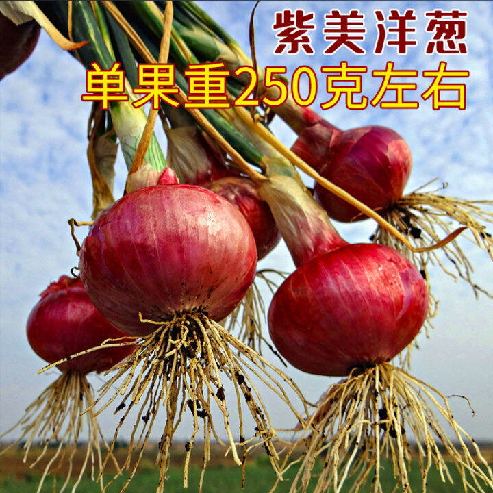 Purple onion seeds for high yield, disease resistance, and survival ...