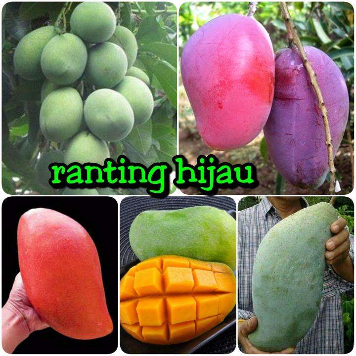 Paket bibit mangga 5 pohon | Lazada Indonesia Paket bibit mangga 5 pohon | Lazada Indonesia