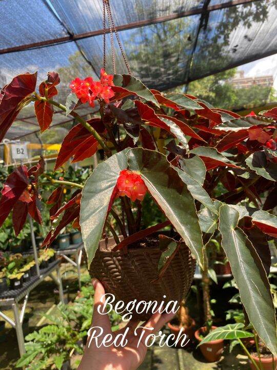 Begonia Red Torch - Angel Wing Begonia - Ornamental Foliage/Flower ...