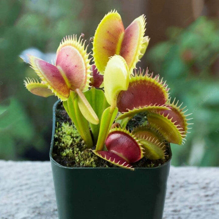 [Fast Germination] Philippines Ready Stock 50 PCS Rare Insectivorous Plant Mini Venus Flytrap ...