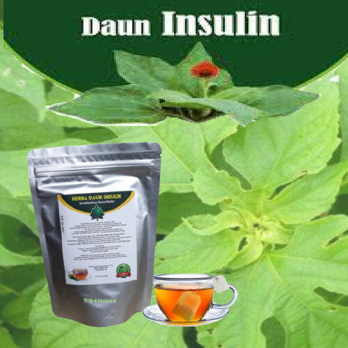 TEA INSULIN DAUN TEH HERBA DAUN INSULIN | Lazada