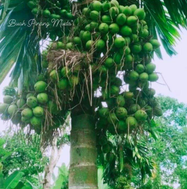 buah pinang muda 1 kg segar | Lazada Indonesia