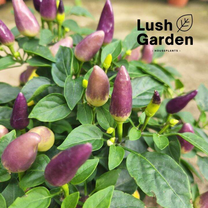 Bolivian Rainbow Chili Peppers Cili Pot Edible Live Plant Vegetable ...