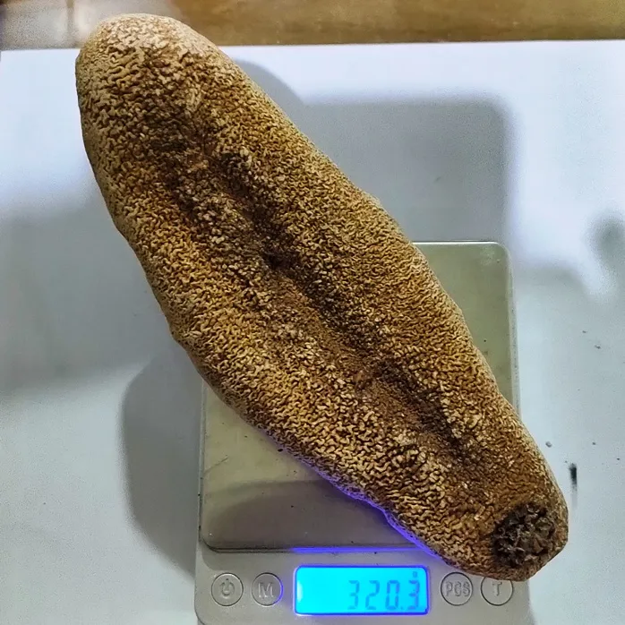 teripang gajah / tubosom / haisom gajah / Timun Laut / sea cucumber ...