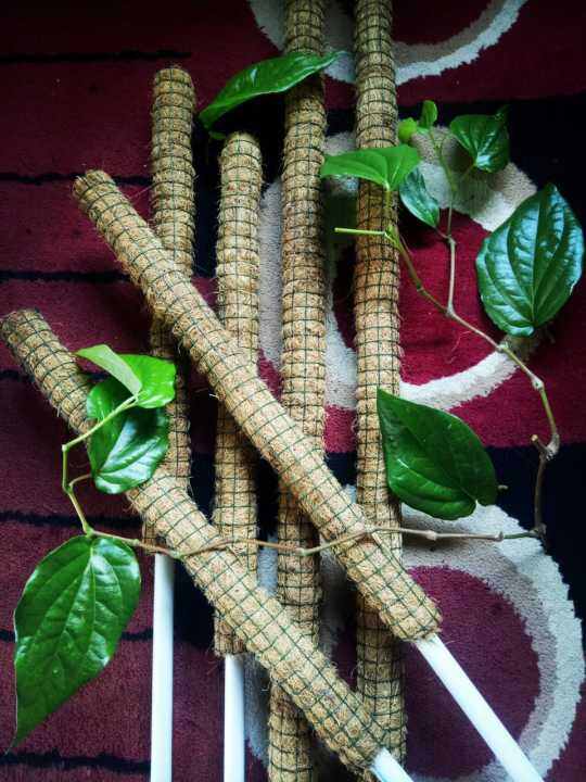 Turus pipa cocofiber medium penyangga tanaman rambat | Lazada Indonesia