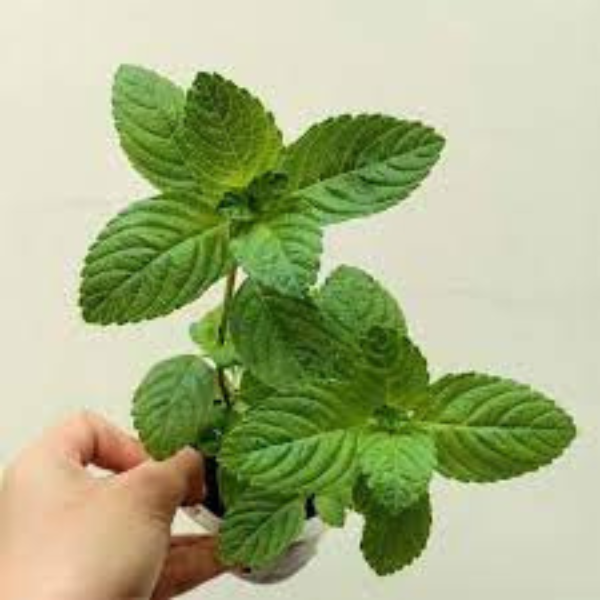 bibit tanaman daun cincau hitam/janggelan bibit cincau hitam bibit ...
