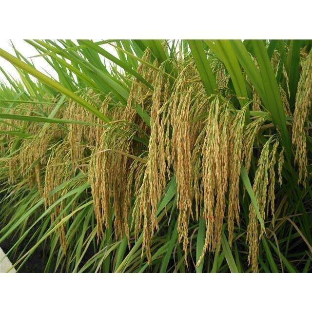 Aerospace rice seed resistance strong rice high quality long grain rice ...