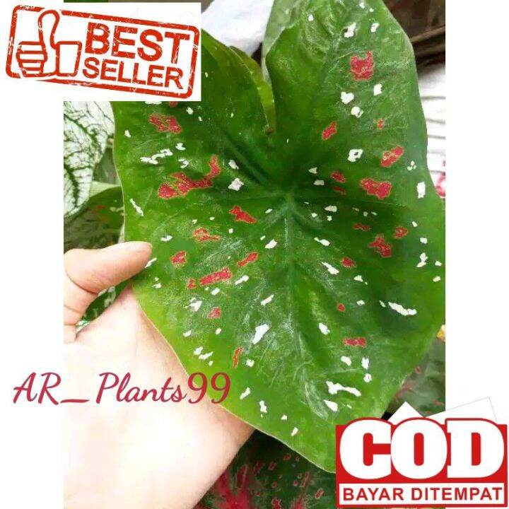 Tanaman hias caladium Tri color | 3 warna | caladium unik | Lazada ...