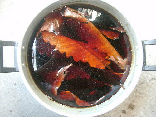 Indian Almond Leaves Talisay Extract 295ml with FREE Talisay Leaves ...