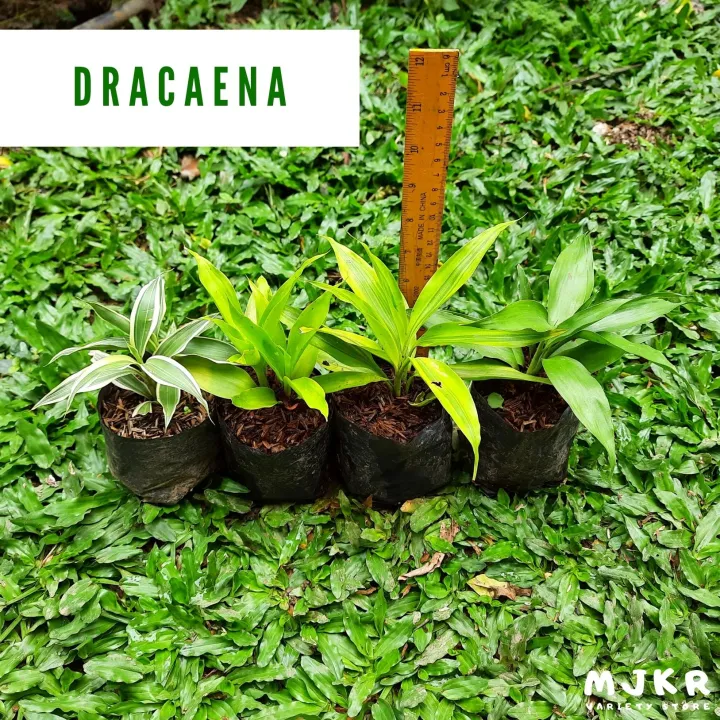Uprooted Dracena Sanderiana (Lucky Bamboo) Plant Without Soil Small ...