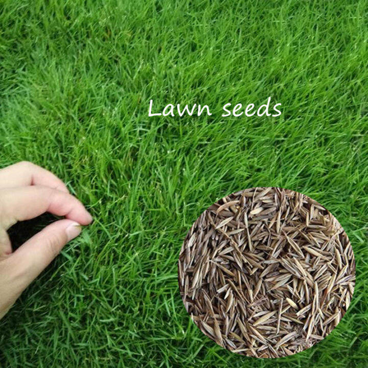 [Fast Germination]200 Seeds Lawn Seeds Green Grass Seeds for Planting ...