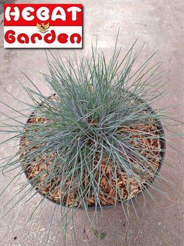 Tanaman Rumput biru untuk taman | Lazada Indonesia