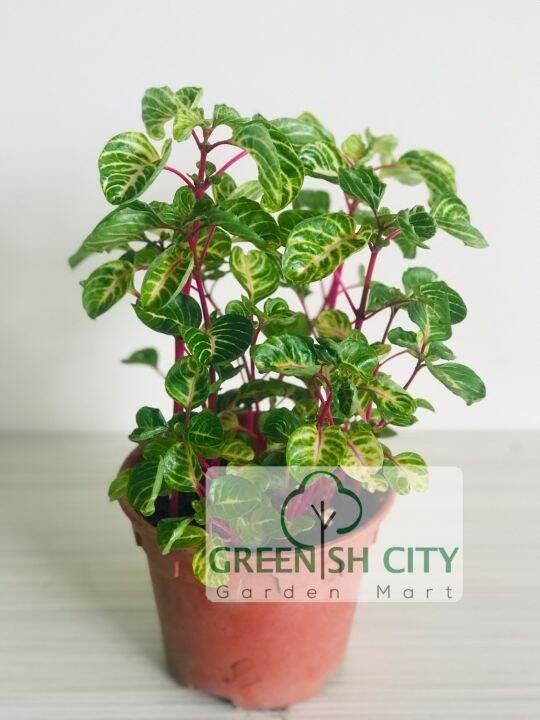 GardenMart4U Iresine Yellow Live Plant Pokok Outdoor Landscape | Lazada