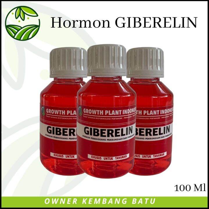 Hormon GIBERELIN Percepat Pertumbuhan Bunga Dan Buah Luar Musim ...
