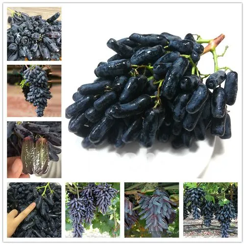 Grape Seeds Tree bonsai fruit black grape plants Dwarf grapes tree easy ...