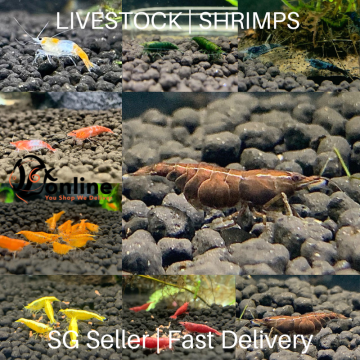 [LIVESTOCK] [JZXONLINE] Neocaridina Assorted Shrimps - Fire Red ...