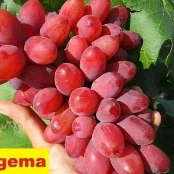 Bibit Anggur Import Bogema Hasil Grafting Cepat Berbuah Hasil Grafting Lazada Indonesia