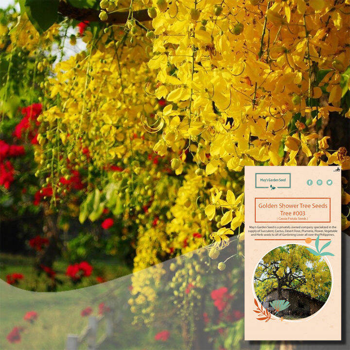 50 Grams Golden Shower Tree Seeds, Cassia Fistula Seeds, Tree Seeds#003-1 | Lazada PH