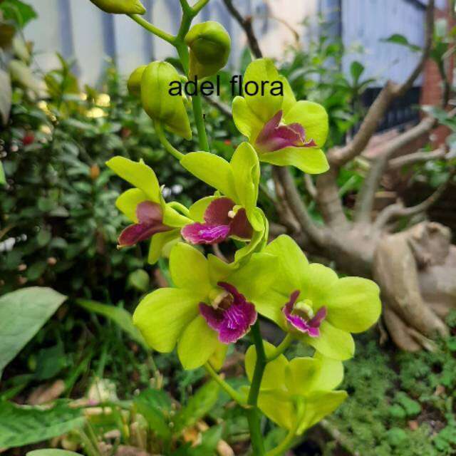 Anggrek Dendrobium Burana Jade | Lazada Indonesia