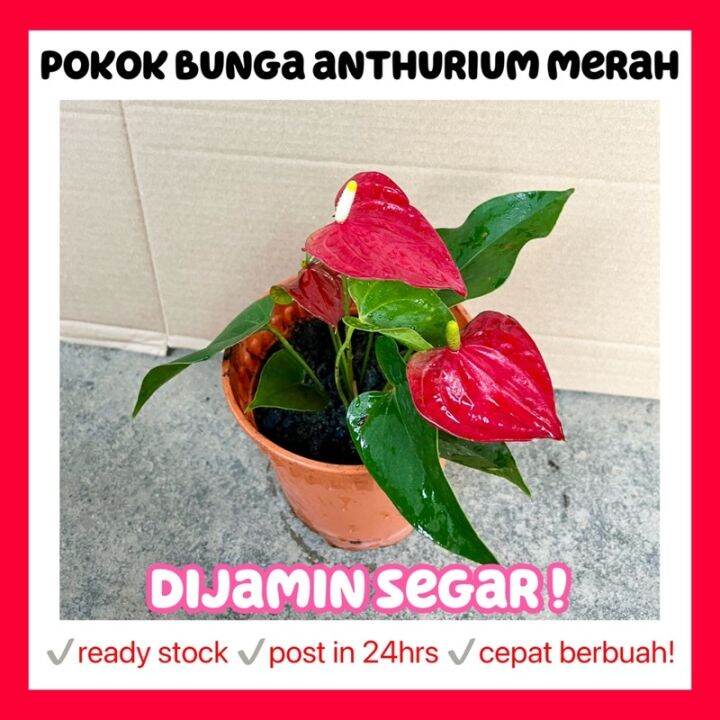 Rina • pokok bunga anthurium merah • red flower tanaman hias gardening ...