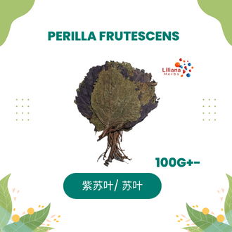 100gram Daun Perilla 紫苏叶/ 苏叶 Perilla Frutescens | Lazada
