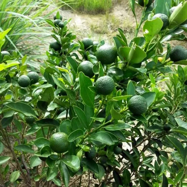 Ships nationwide COD - Kalamansi Seedling 12 inches height - Marcoted ...