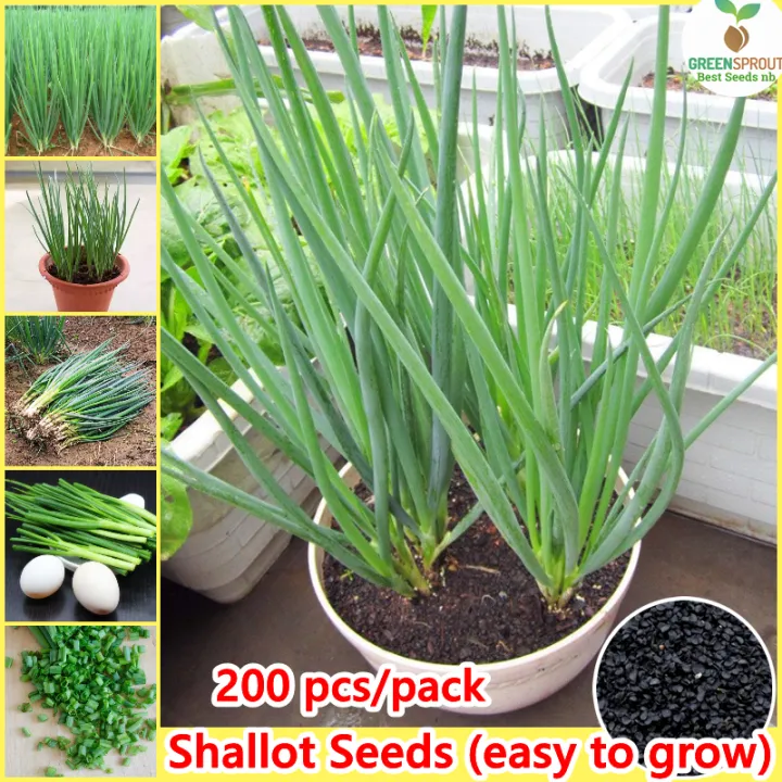 Easy to grow丨200pcs Potted Shallot Seeds Chives Organic Vegetable Seeds ...