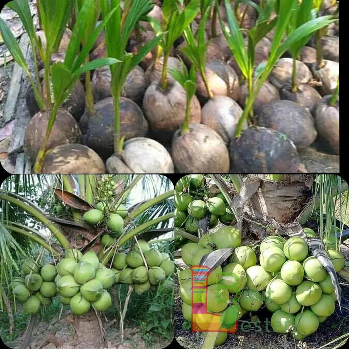 Bibit Kelapa Genjah Hybrida | Lazada Indonesia