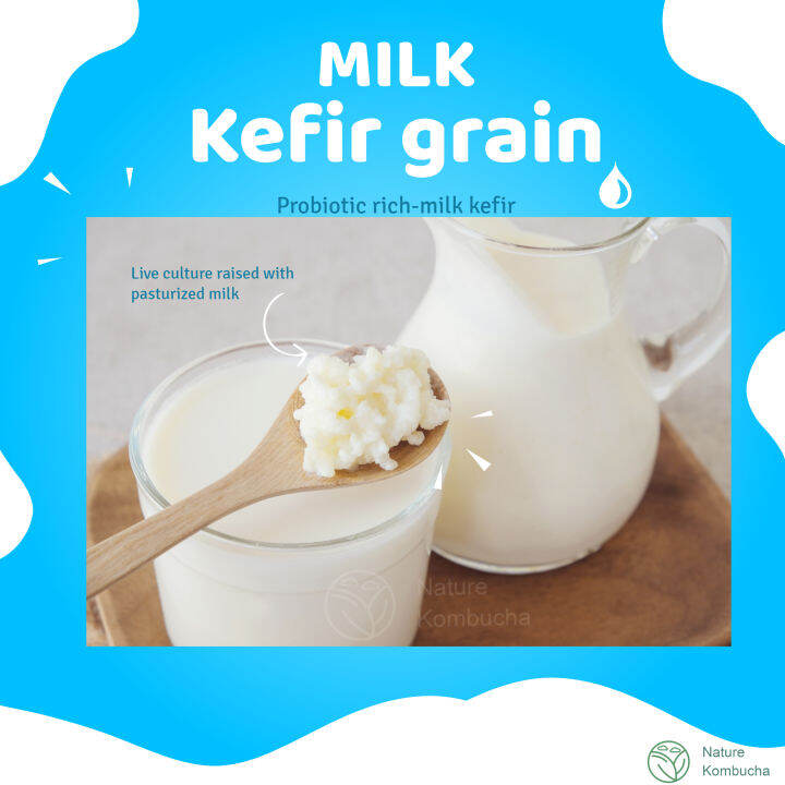 Milk kefir grain 10g raised with fresh pasteurized milk | เกรนคีเฟอร์นม ...