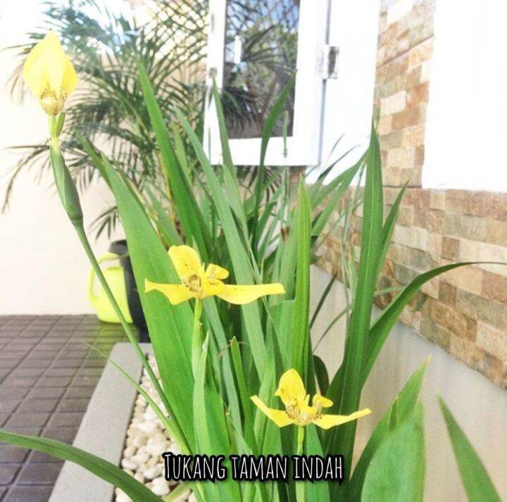 tanaman hias airis tanaman hias airis airis bunga kuning | Lazada Indonesia