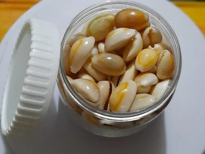 Raw Sigay Cowry shell BIG SIZE in a jar (gold ring shell ) | Lazada PH