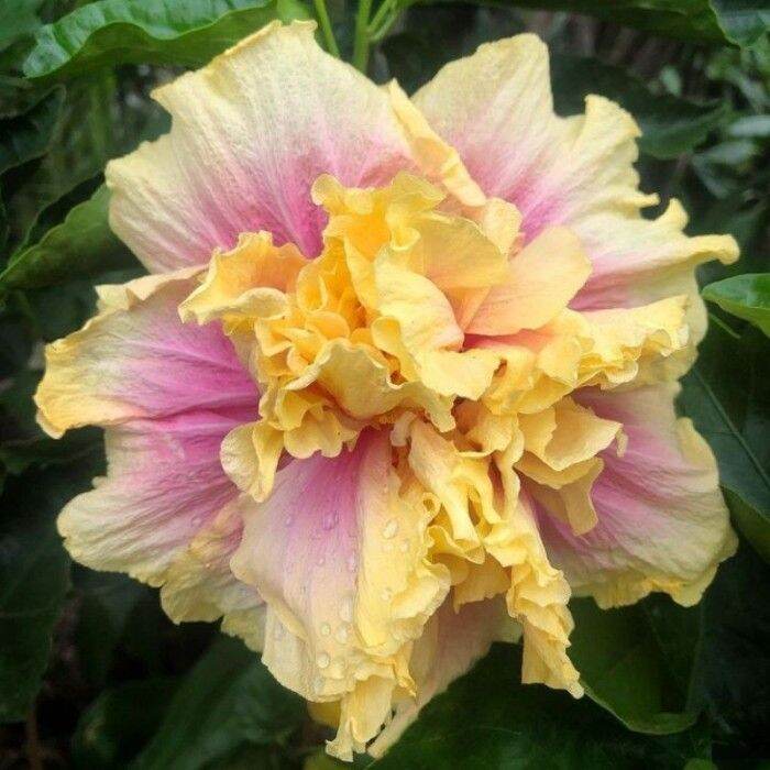 Tanaman Hias Kembang Sepatu Hibiscus Taiwan/Pohon Bunga Sepatu Bangkok ...