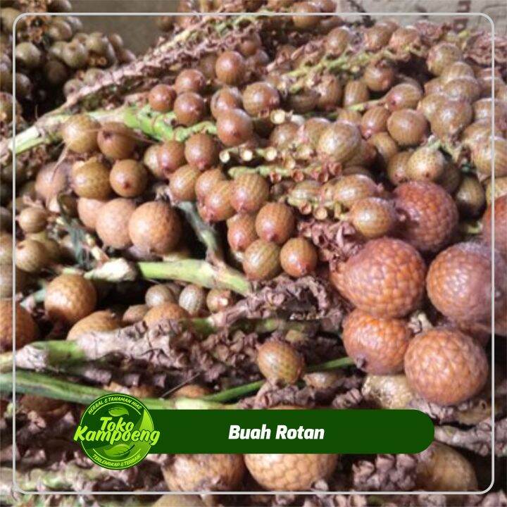 BUAH ROTAN HUTAN SEGAR ASLI 1KG | Lazada Indonesia