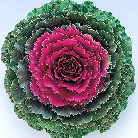 เมล็ดพันธุ์ ปูเล่ประดับ พีเจี้ยน สีแดง (Pigeon Red Flowering Cabbage F1 ...