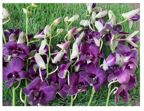 Dendrobium siam Blue. Dendrobium Hybrid. Saiz Anak | Lazada