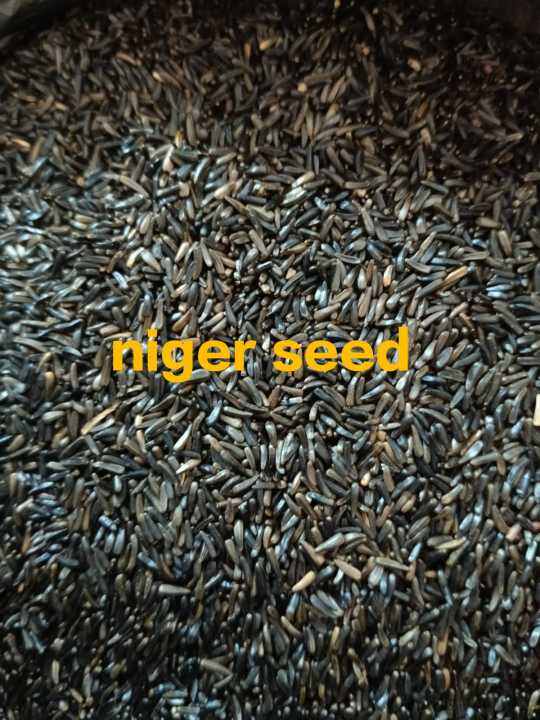 NIGER SEED 250g pakan makanan burung biji nigger seed | Lazada Indonesia