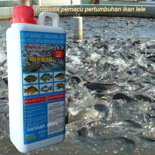 Obat Ikan Biogan Lele 1000 ml ( 1 Lt ) Probiotik Untuk Pemacu Pertumbuhan Ikan Lele | Lazada ...