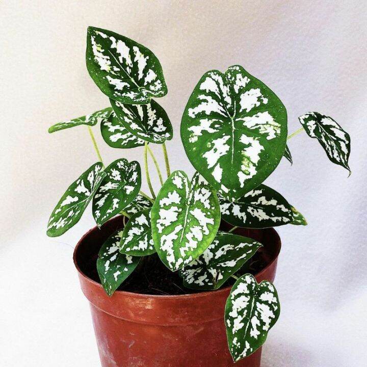 Mini Dwarf White Caladium / Caladium Humboldtii (rare dwarf variety ...