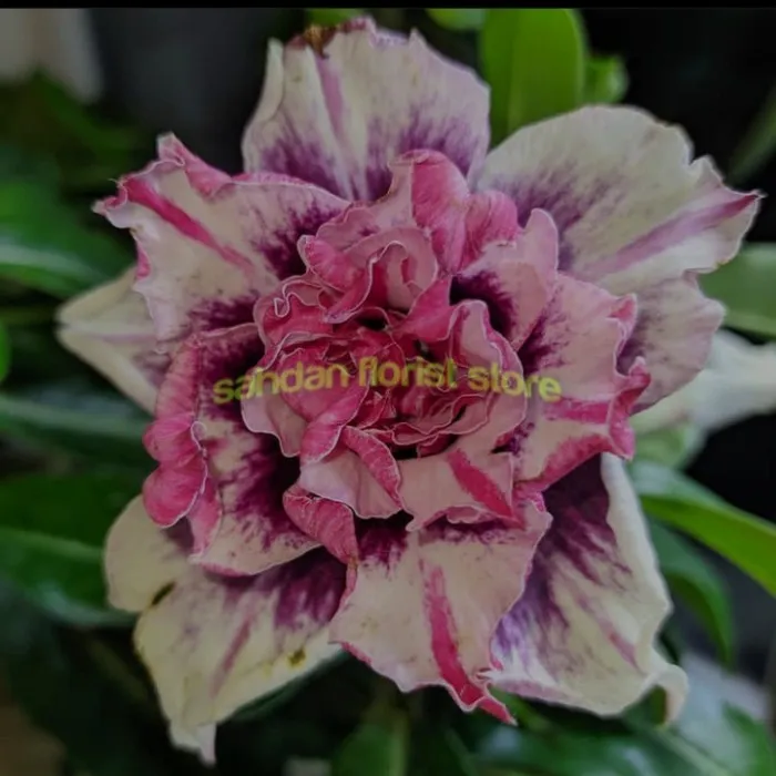 pohon adenium blue lily - pohon adenium bunga tumpuk - tanaman hias ...