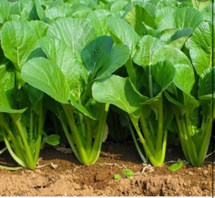 Mustasa Vegetable Leafy Green Leaves Seeds Tropical Plant | Lazada PH
