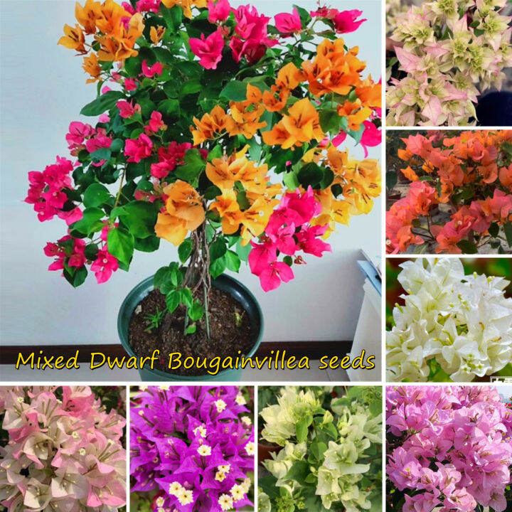 100pcs Dwarf Bougainvillea Seeds for Planting Benih Bunga Bougainvillea ...