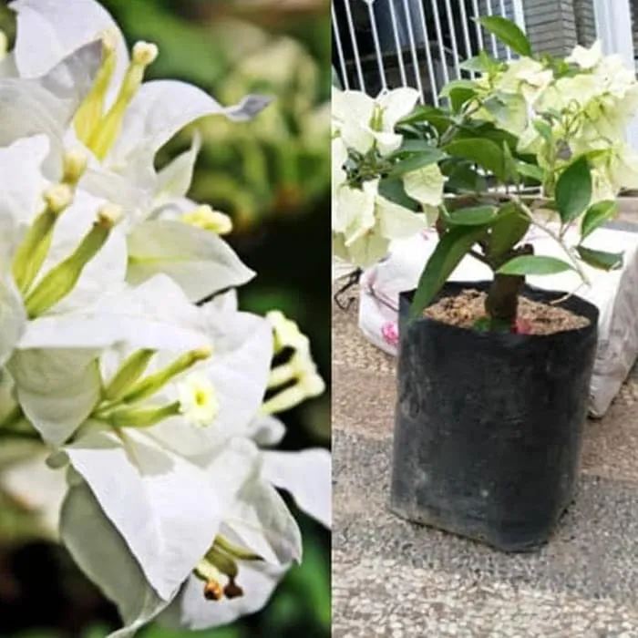 Bunga Kertas Bibit Tanaman Hias Bunga Bougenville Putih Bugenvil ...