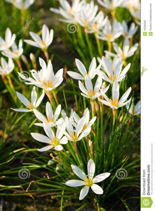 MDC- White Rain Lily sapling / Anak Pokok Bunga Lili Putih | Lazada