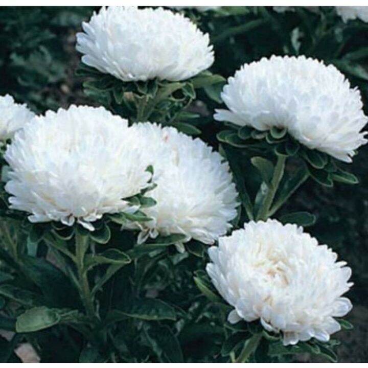 benih BUNGA ASTER PUTIH isi 2 biji | Lazada Indonesia