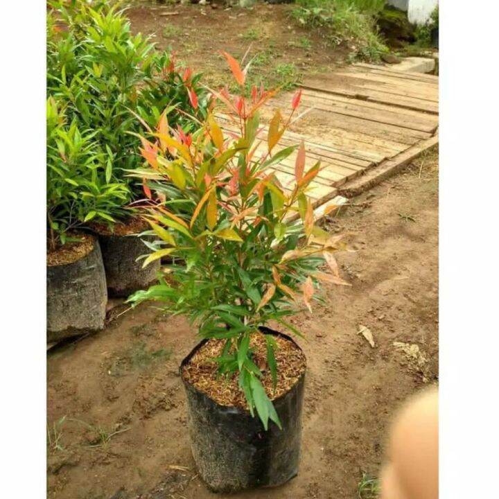 Bibit Tanaman Hias Pucuk Merah - Tanaman Pucuk Merah Murah | Lazada ...