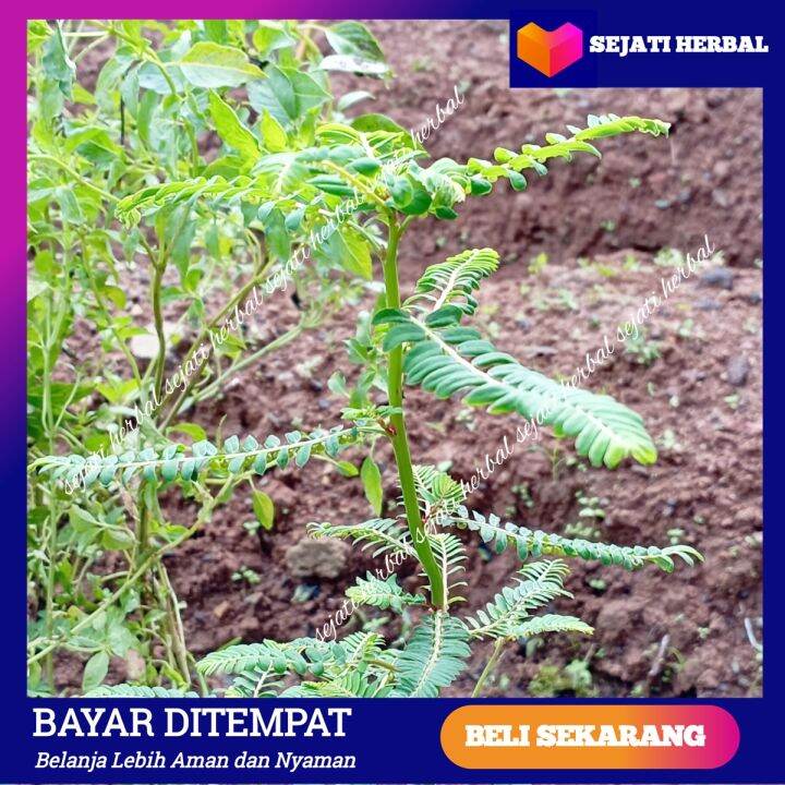 Meniran herbal daun Meniran kering daun Meniran segar Meniran herbal ...
