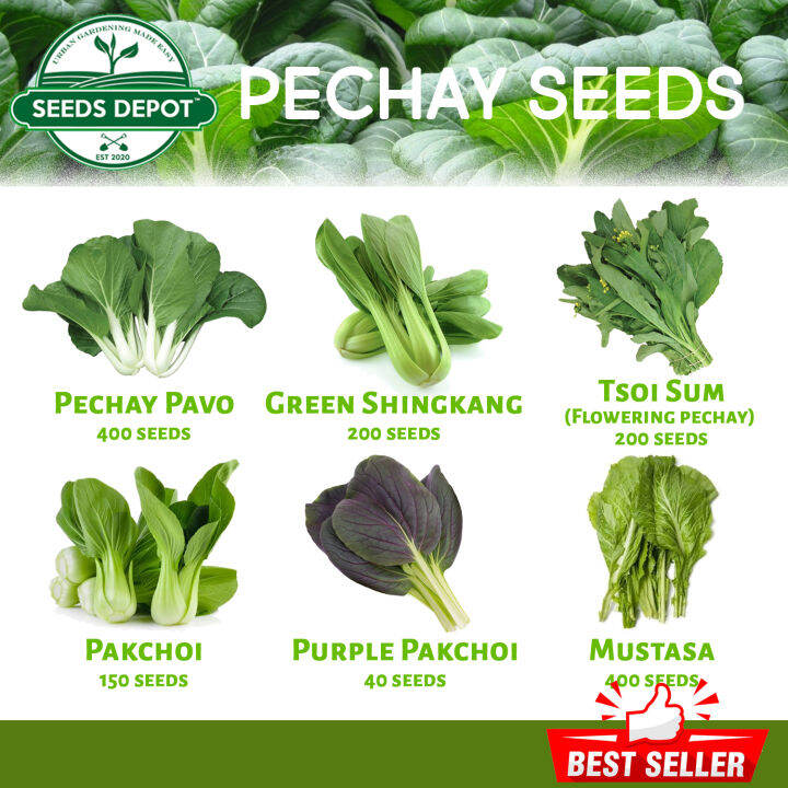Pechay Seeds - Pechay Pavito Tsoi Sum Green Pakchoi Flowering Shingkang ...